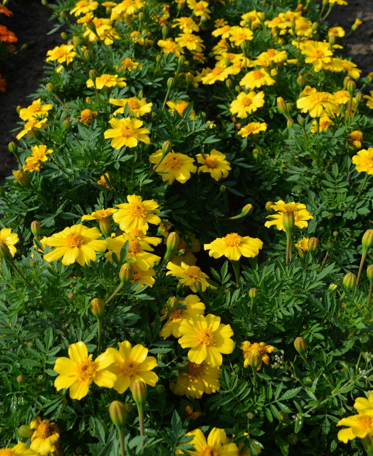 Tagetes patula Disco Golden Yellow | Sēklas | Onava.lv