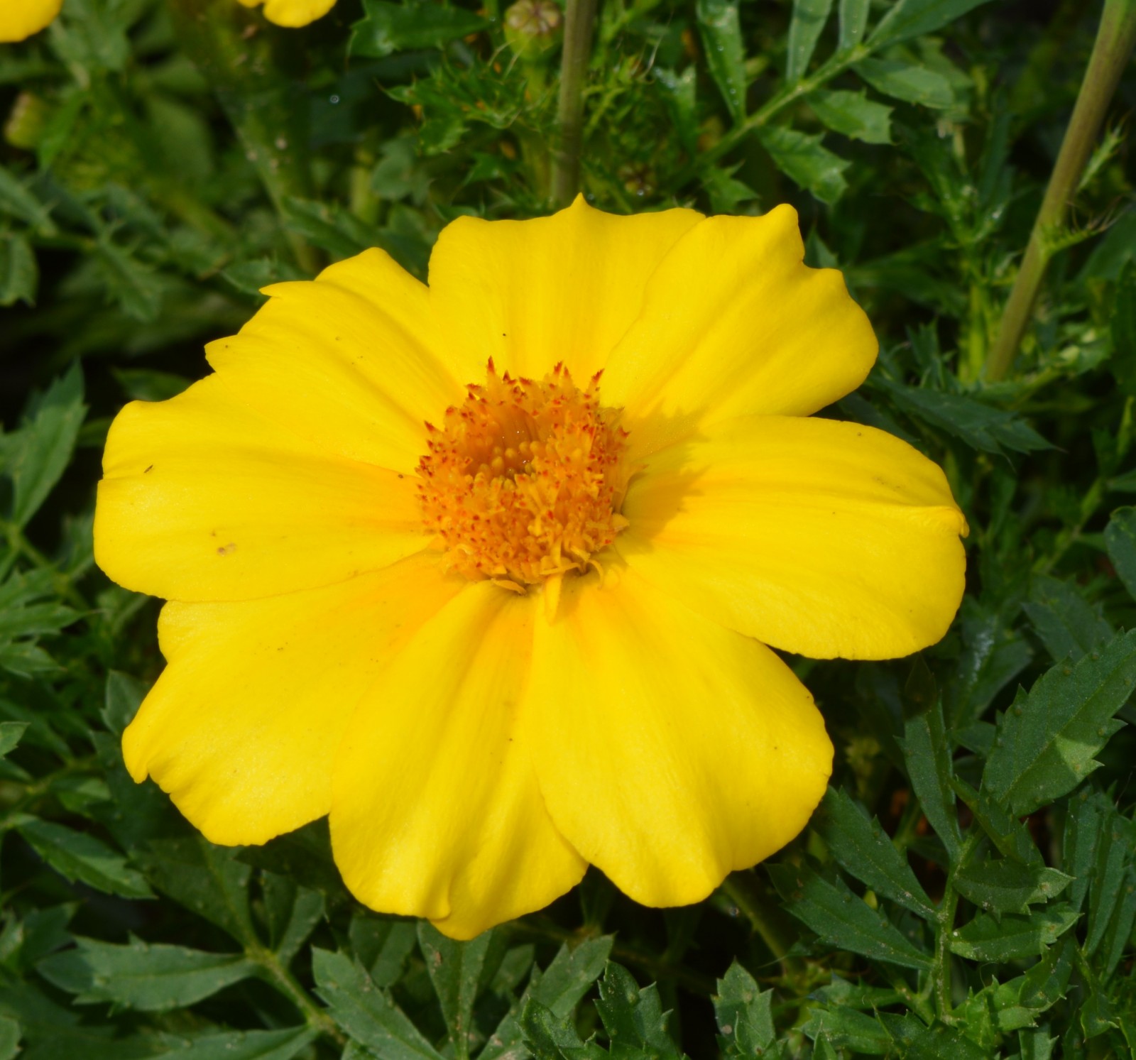 Tagetes patula Disco Golden Yellow | Sēklas | Onava.lv