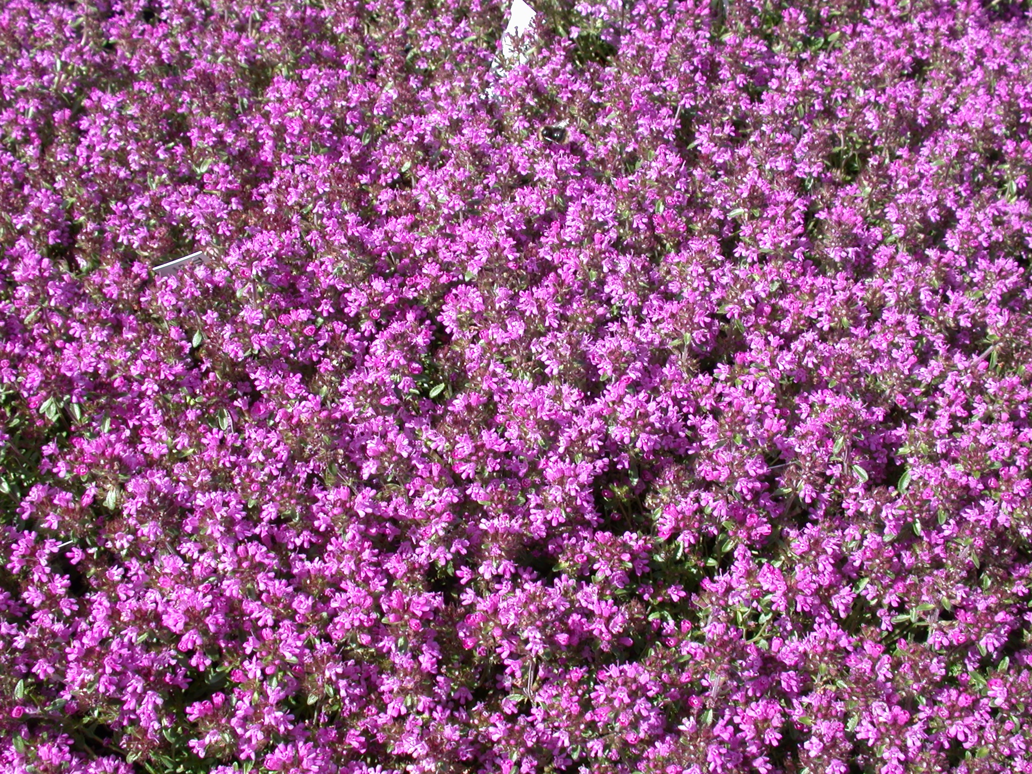 Thymus serpyllum Teracina | Jaunstādi | Onava.lv