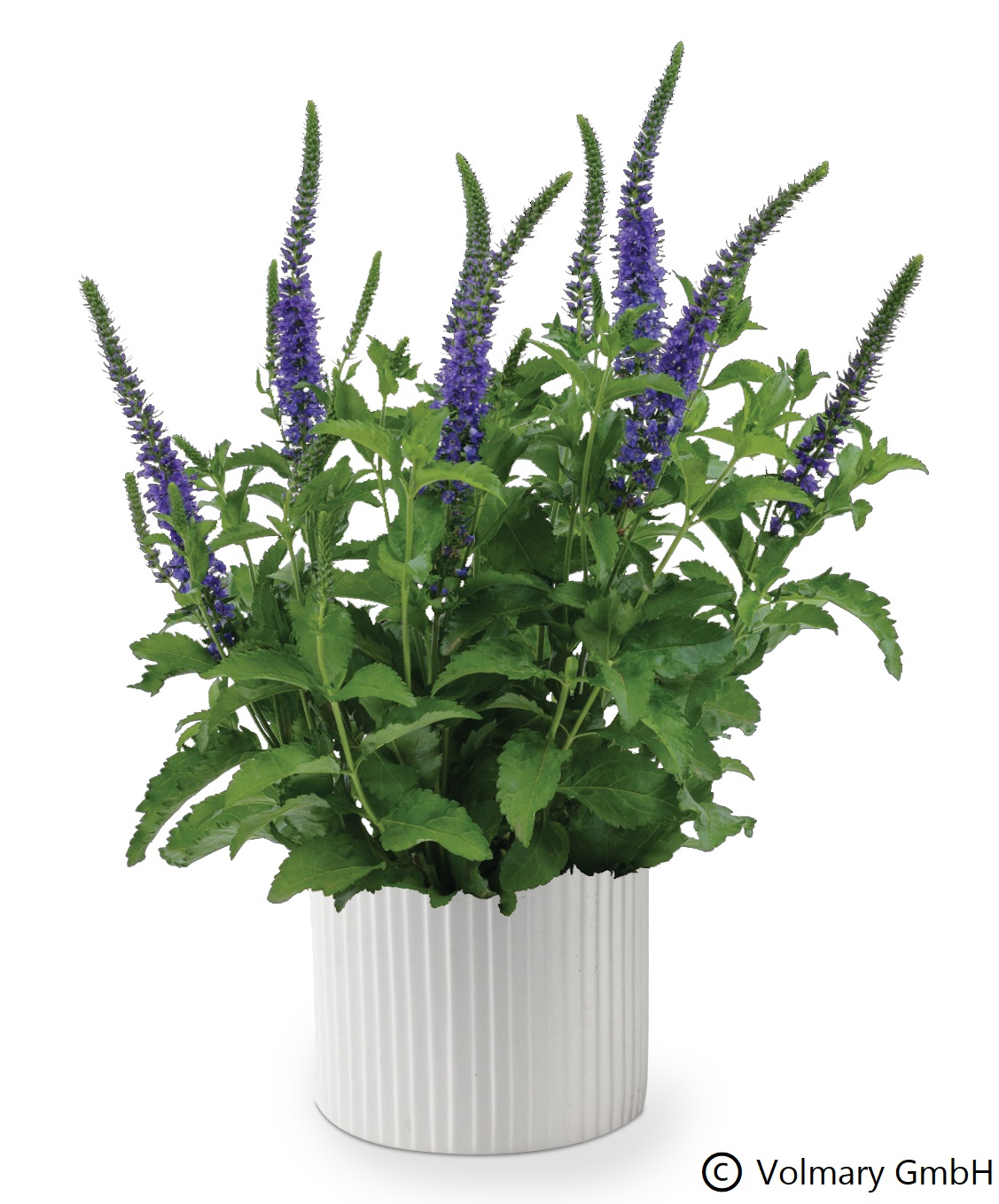 Veronica longifolia Berenice Blue | Jaunstādi | Onava.lv