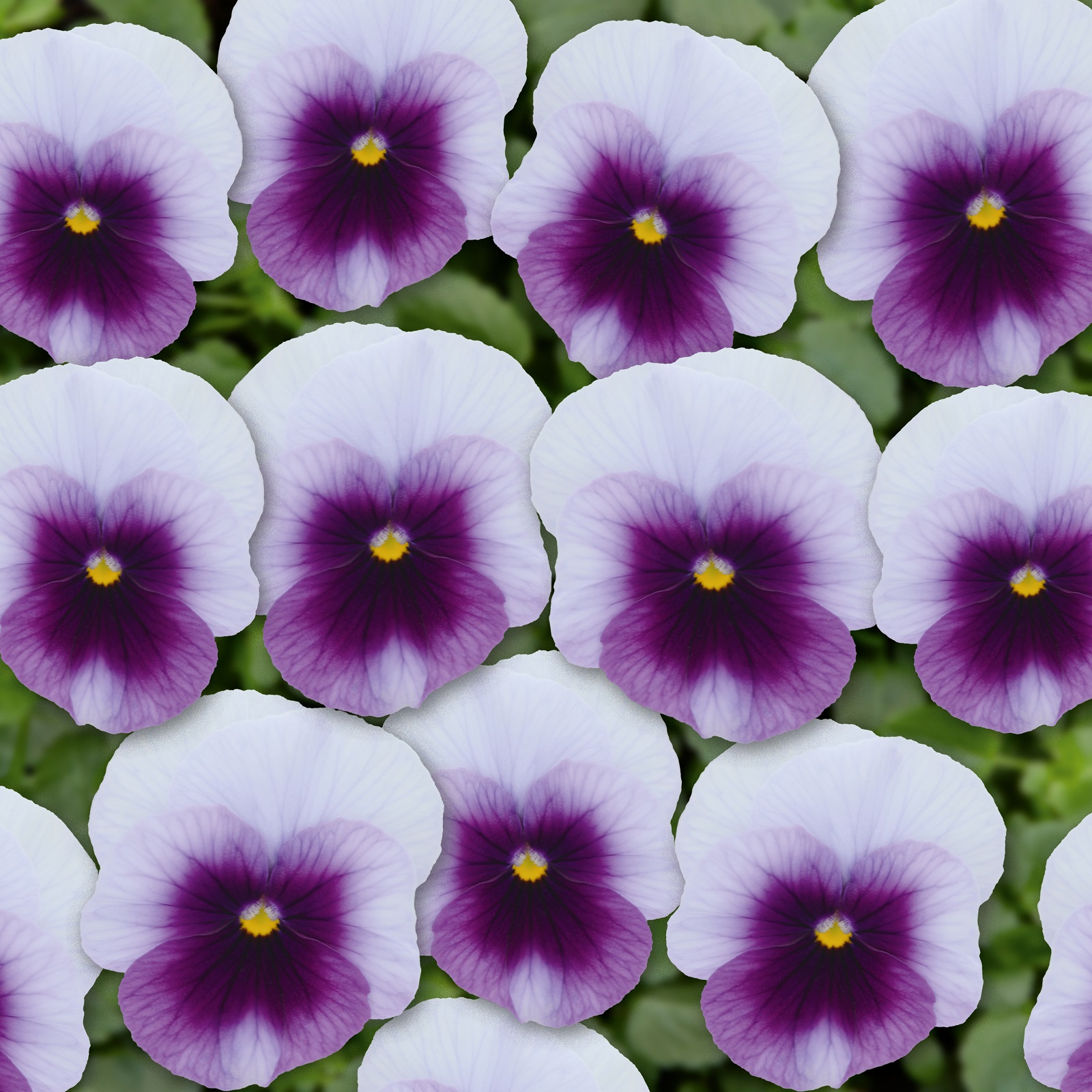 Viola cornuta Twix Purple Frost | Sēklas | Onava.lv