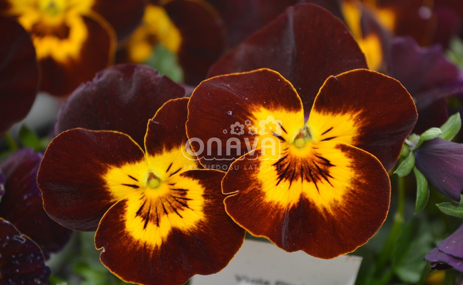 Viola cornuta Twix Red and Yellow | Jaunstādi | Onava.lv