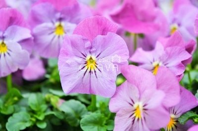 Viola cornuta Twix Rosy | Jaunstādi | Onava.lv