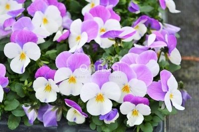 Viola cornuta Twix White Pink Wing | Sēklas | Onava.lv