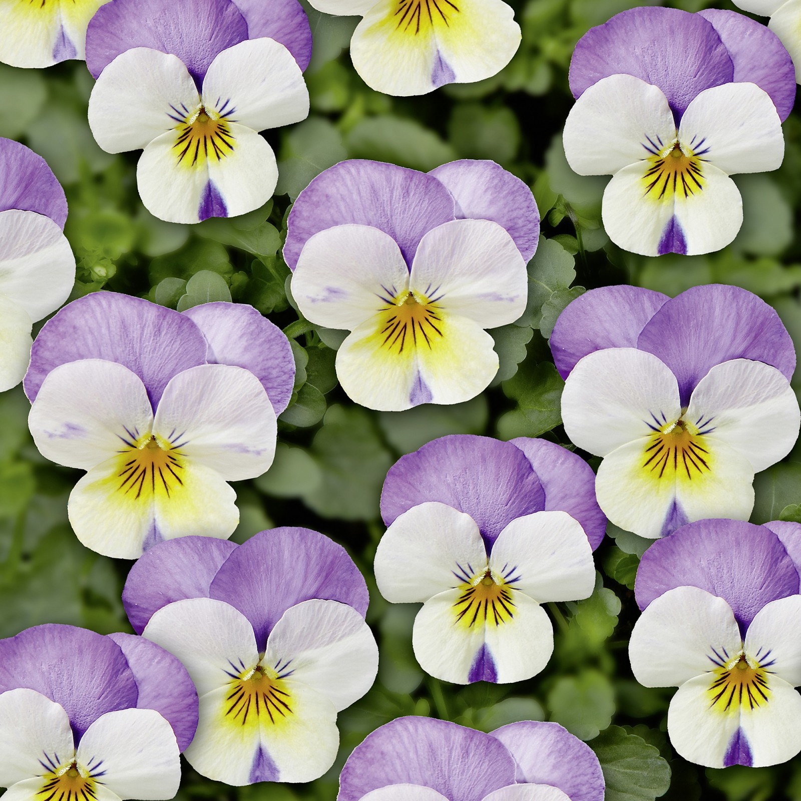 Viola cornuta Twix White Rose Wing | Sēklas | Onava.lv