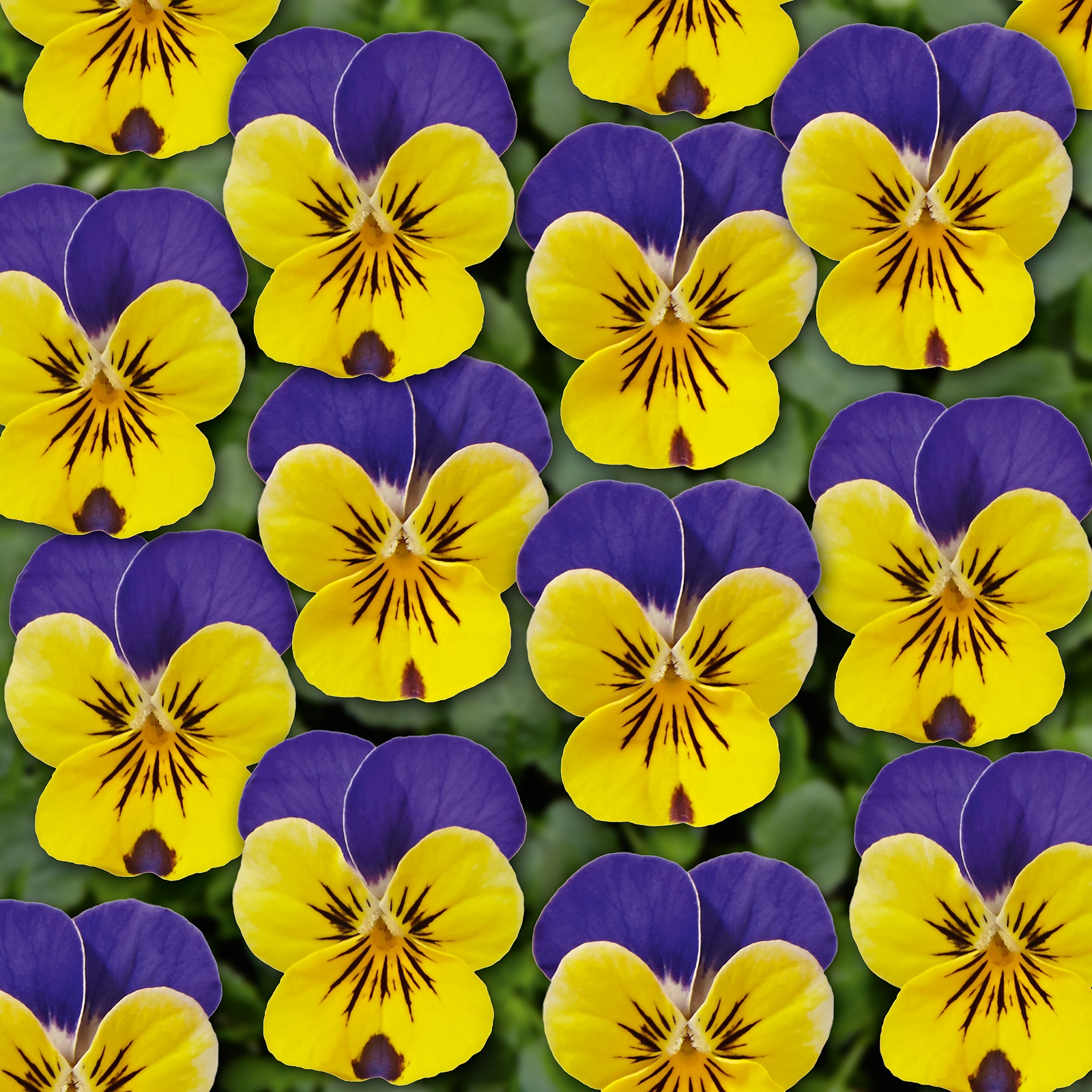 Viola cornuta Twix Yellow Blue Wing | Sēklas | Onava.lv