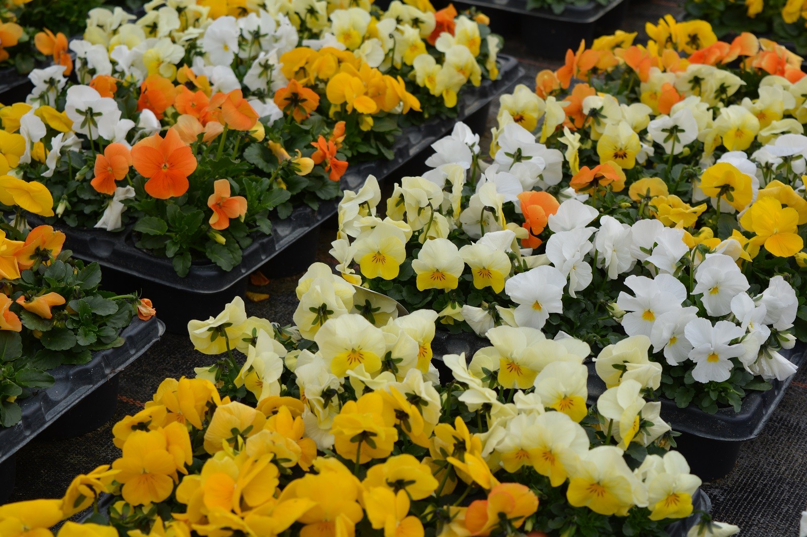 Viola cornuta Twix Citrus Mix | Sēklas | Onava.lv