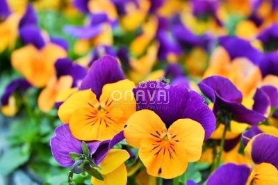 Viola cornuta Twix Special Orange Purple Wing | Sēklas | Onava.lv
