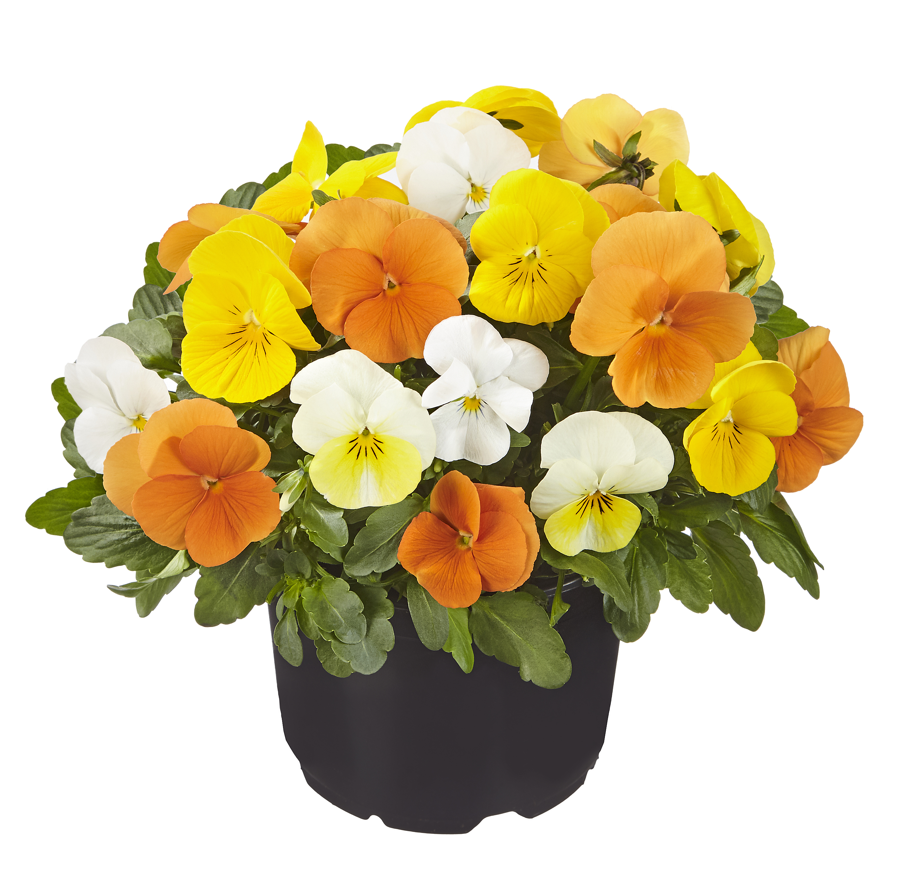 Viola cornuta Twix for Mix Citrus | Jaunstādi | Onava.lv
