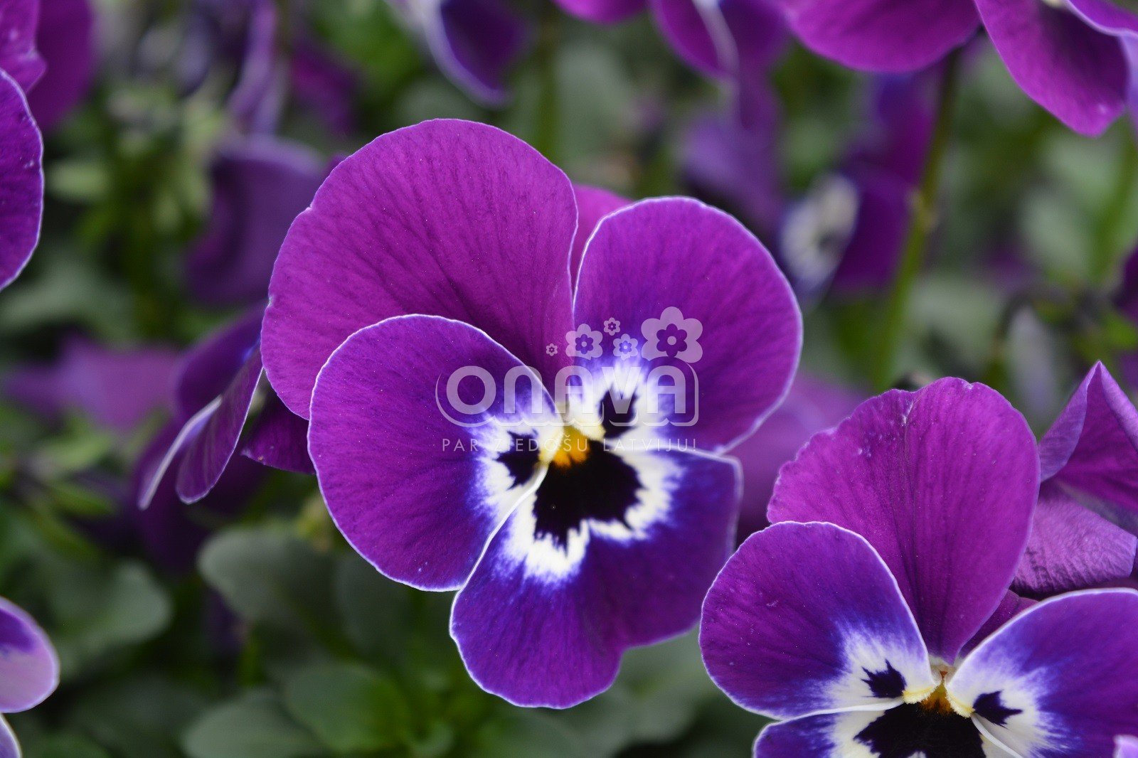 Viola cornuta Twix Power Purple Face | Jaunstādi | Onava.lv