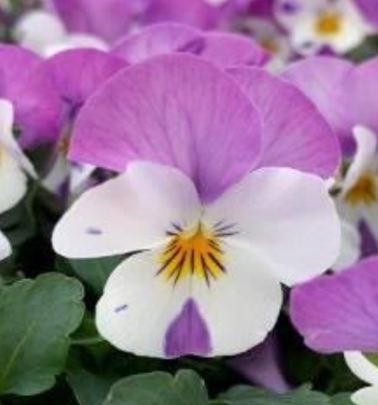 Viola cornuta Twixini White Rose Wing | Sēklas | Onava.lv