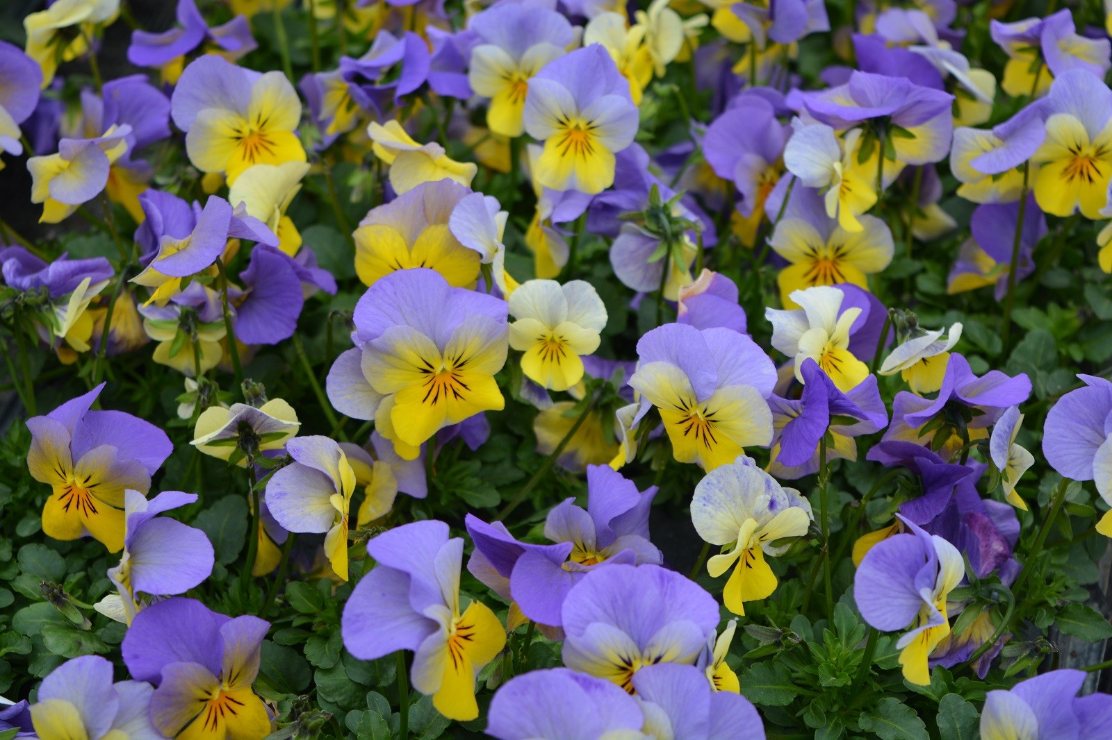 viola plants uk