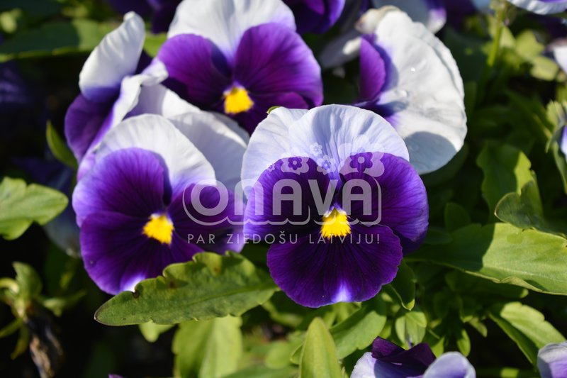Viola wittrockiana Carneval Beaconsfield | Sēklas | Onava.lv