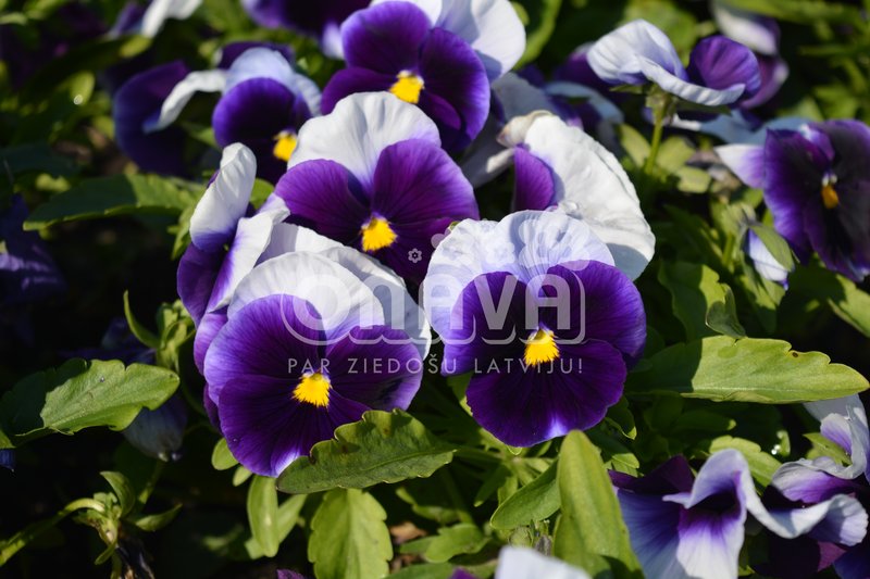 Viola wittrockiana Carneval Beaconsfield | Sēklas | Onava.lv