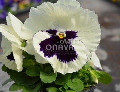 Viola wittrockiana Mega Star White with Blotch | Jaunstādi | Onava.lv