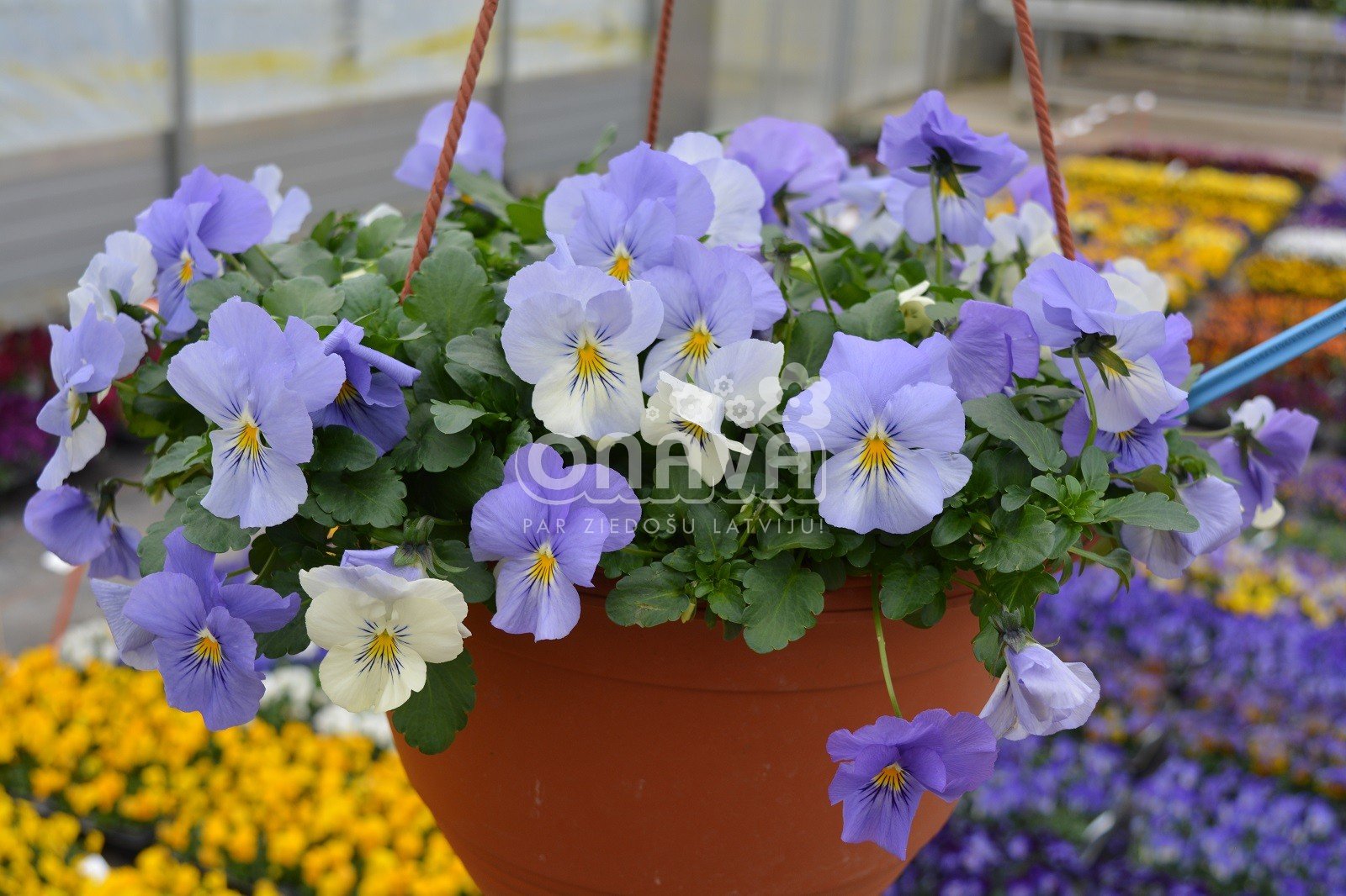 Viola wittrockiana Volante White Azure Wing | Jaunstādi | Onava.lv