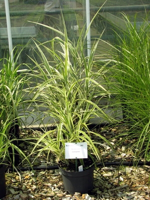 Miscanthus sinensis Cosmopolitan (XXL) | Jaunstādi | Onava.lv