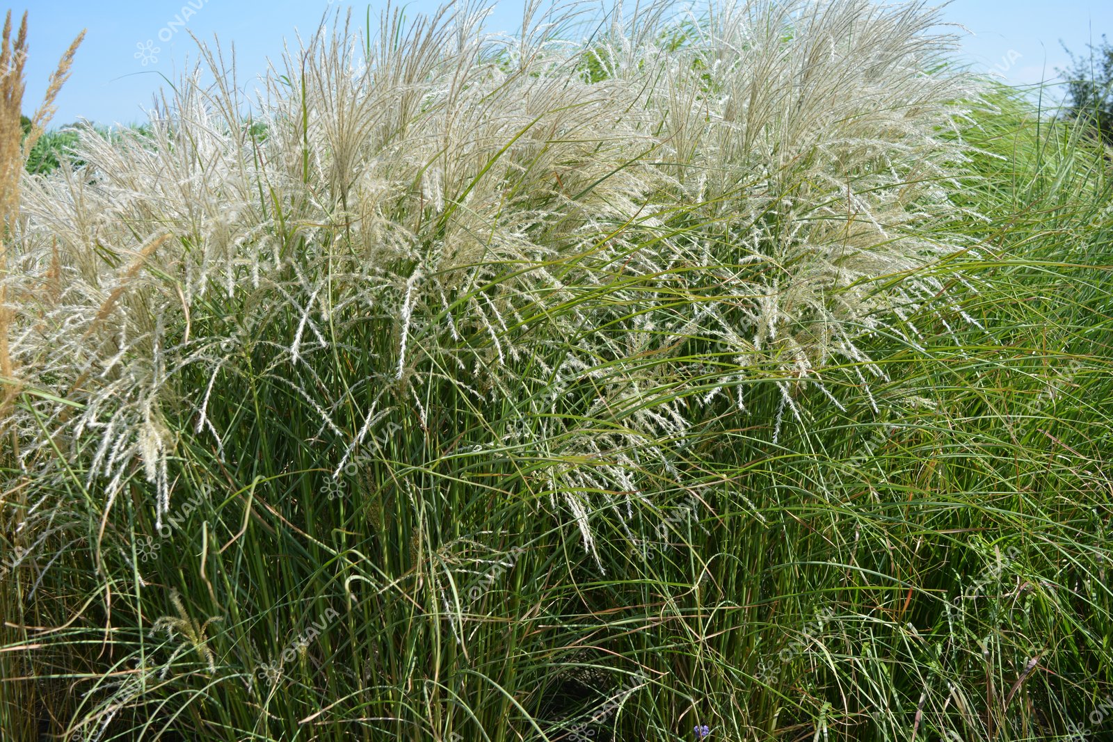 Miscanthus sinensis Kleine Fontäne (XXL) | Jaunstādi | Onava.lv