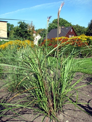 Miscanthus sinensis Malepartus (XXL) | Jaunstādi | Onava.lv