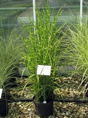 Miscanthus sinensis Strictus | Jaunstādi | Onava.lv