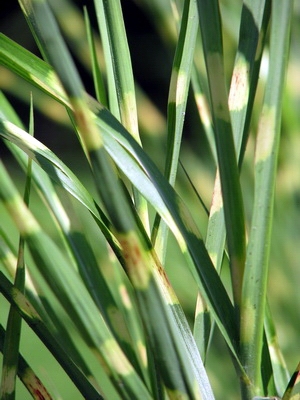 Miscanthus sinensis Strictus | Jaunstādi | Onava.lv
