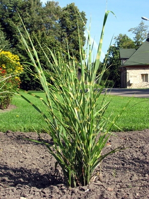 Miscanthus sinensis Strictus | Jaunstādi | Onava.lv