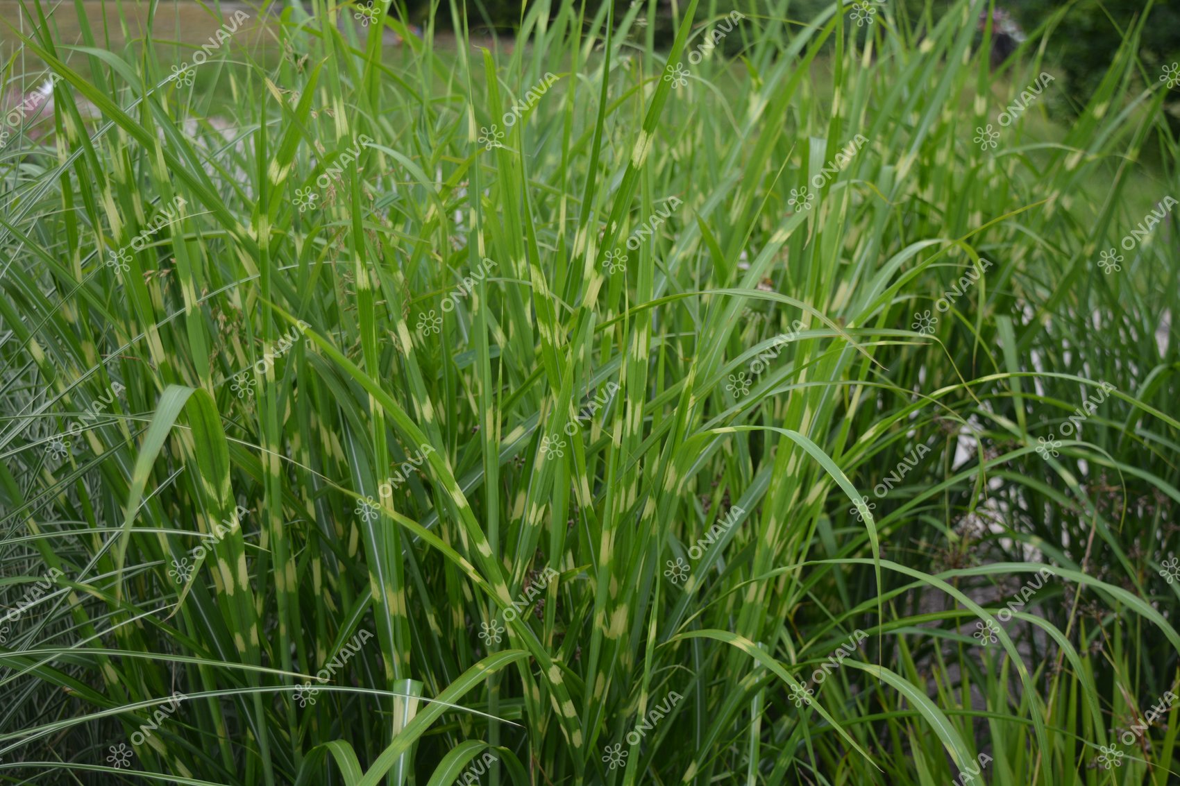 Miscanthus sinensis Zebrinus | Jaunstādi | Onava.lv