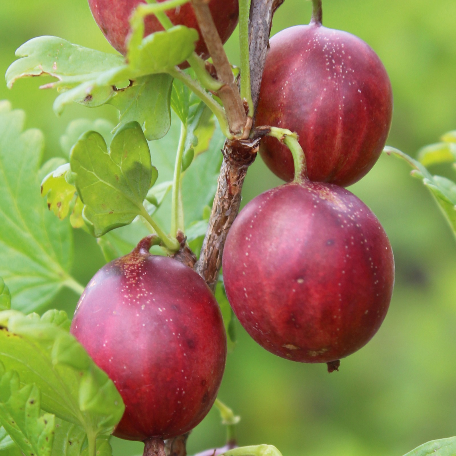 Ribes uva-crispa Giggles Red | Jaunstādi | Onava.lv