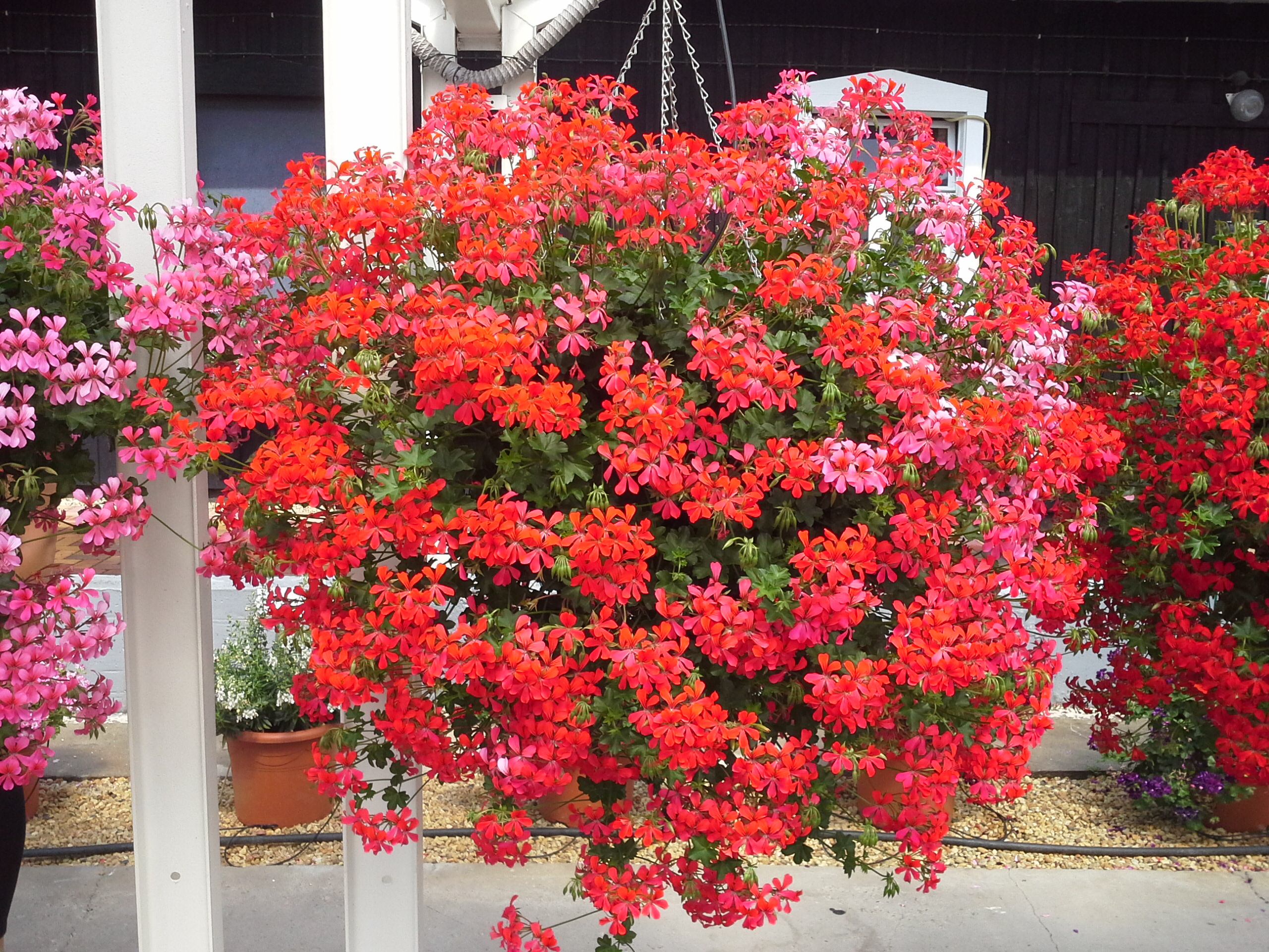 Pelargonium Peltatum Ville De Paris Dark Pink 12cm Jaunstādi Onava Lv
