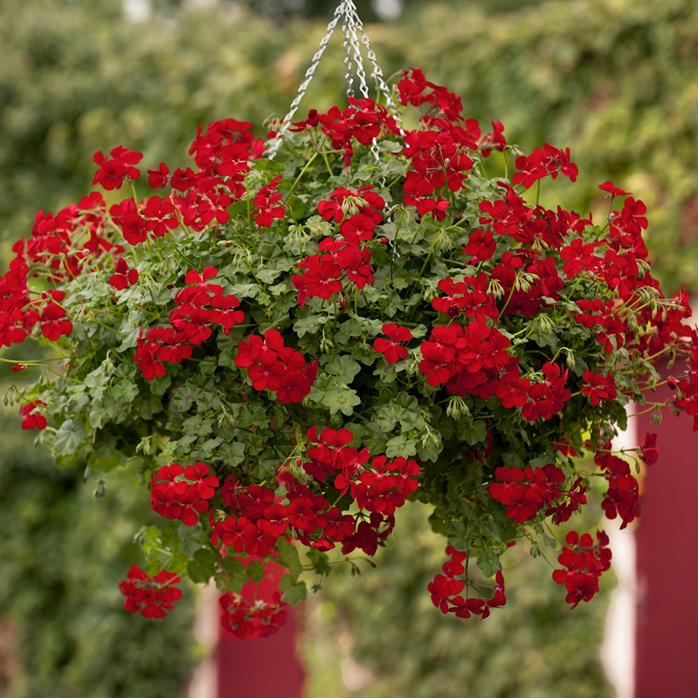 Pelargonium Peltatum Happy Face Red 12cm Jaunstādi Onava Lv
