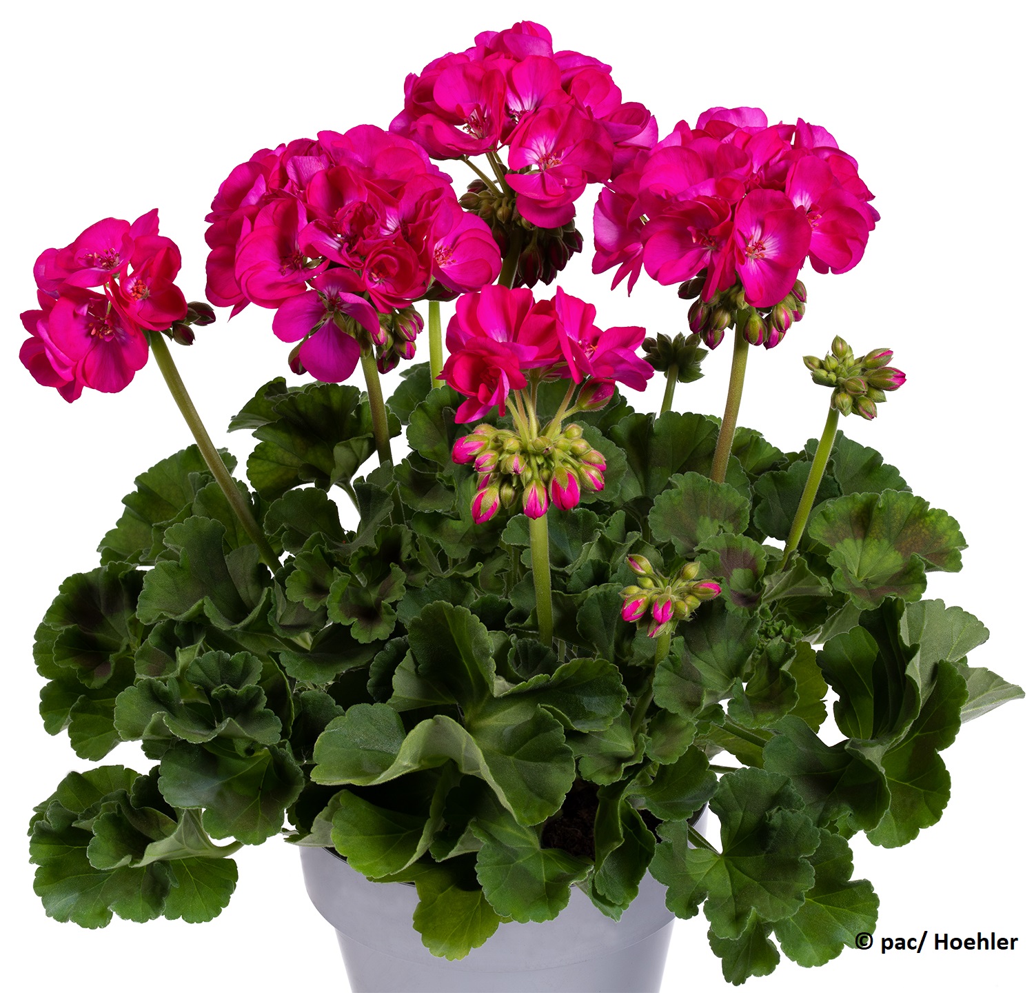 Pelargonium zonale Ellen (XXL) | Jaunstādi | Onava.lv