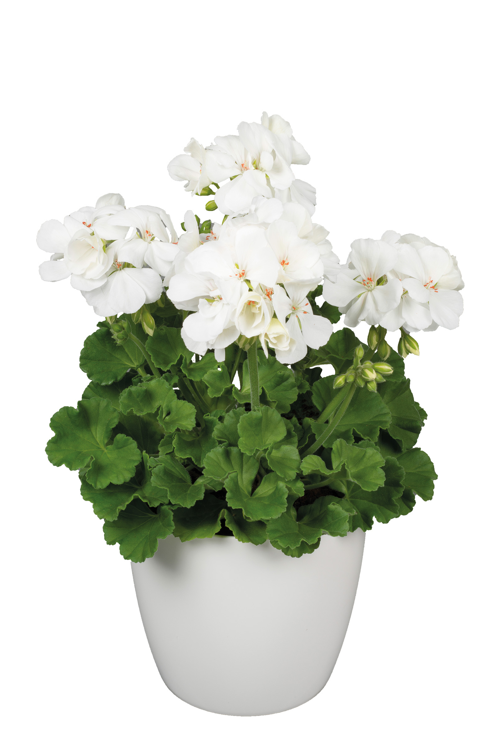 Pelargonium zonale White Ice (XXL) | Jaunstādi | Onava.lv