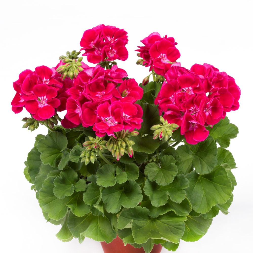 Pelargonium zonale Flower Fairy Red Splash (12cm) | Jaunstādi | Onava.lv