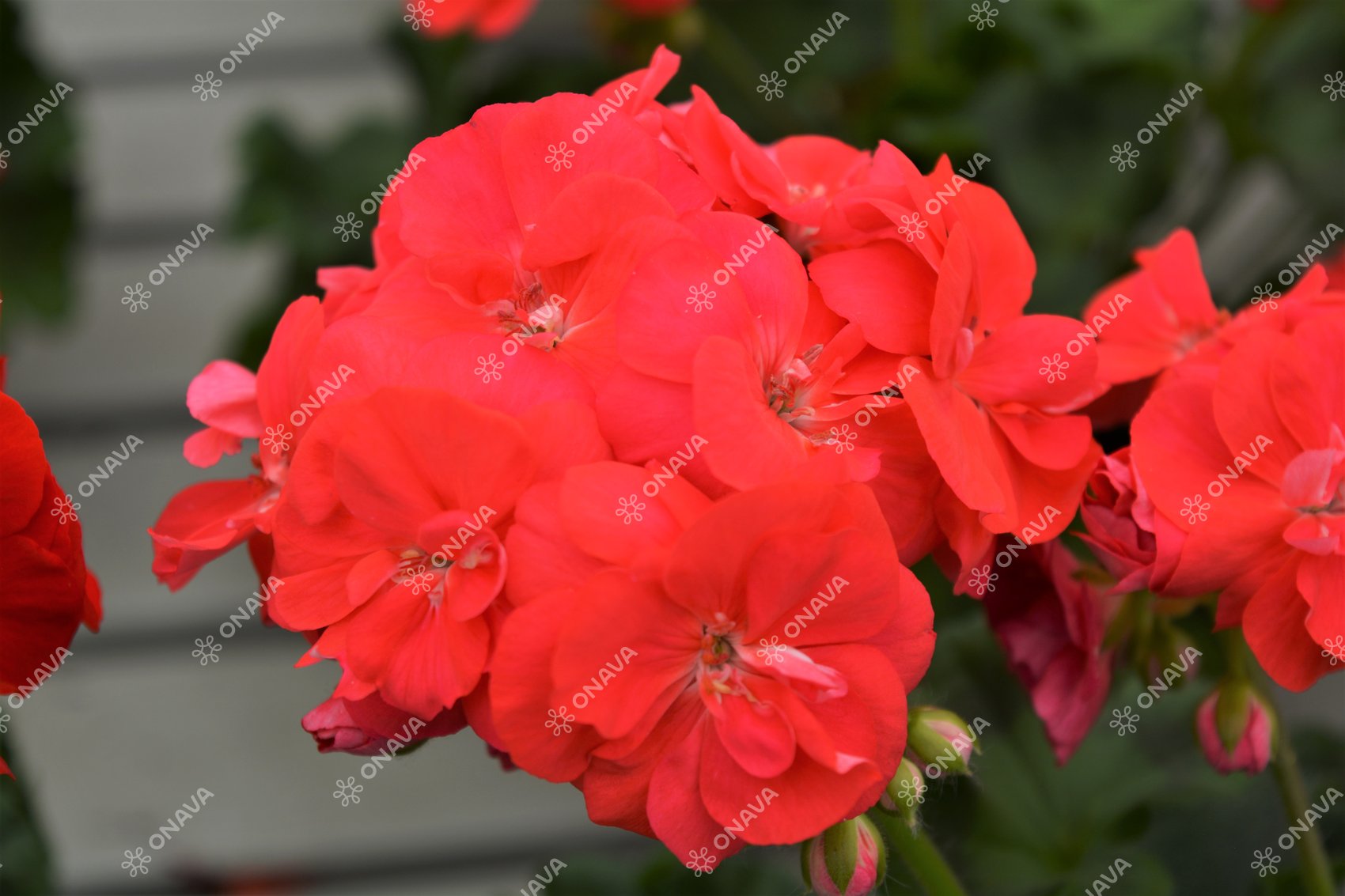 Pelargonium zonale Ludo | Jaunstādi | Onava.lv