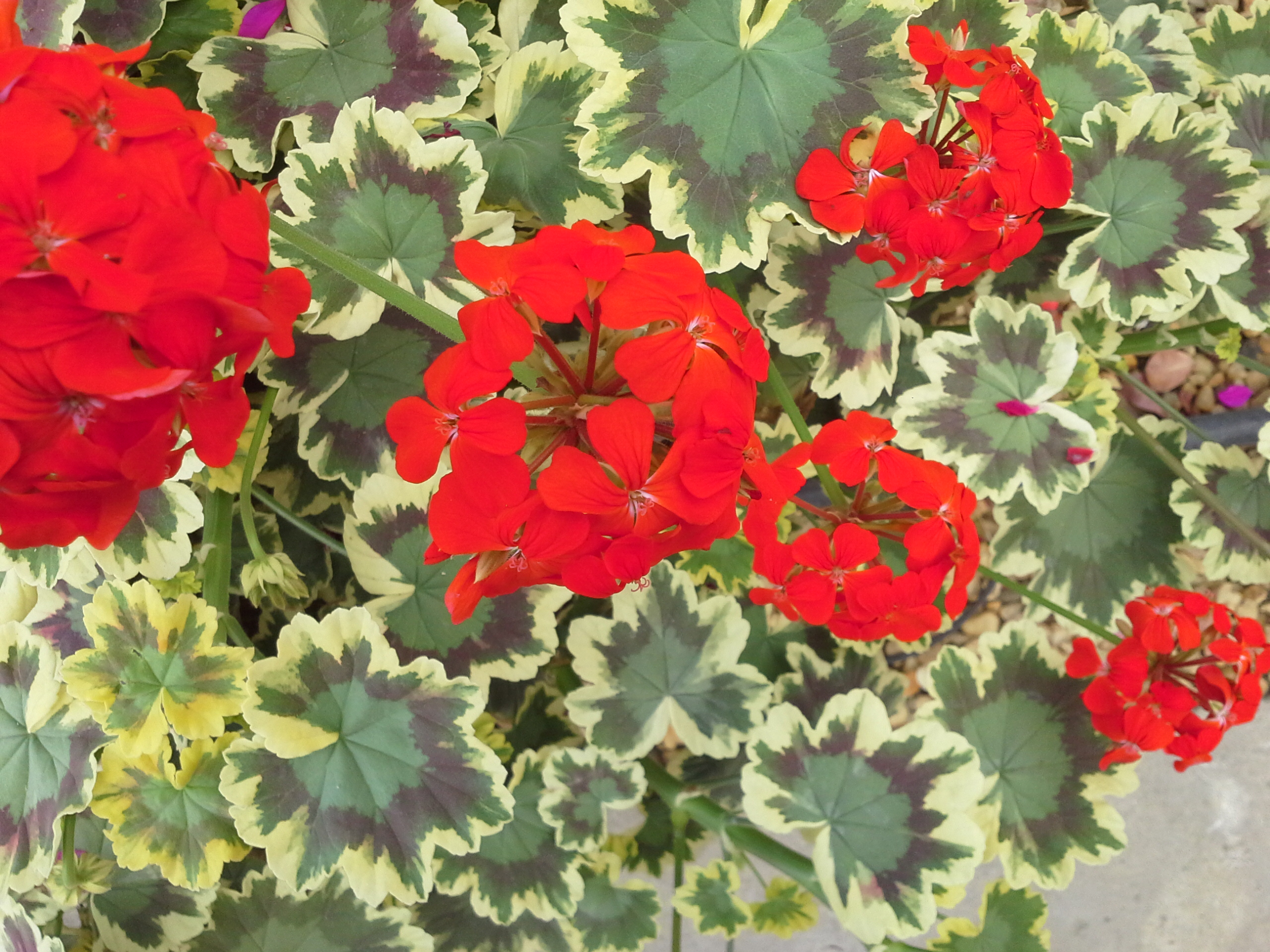 Pelargonium zonale, raiblapu Pelgardini Mrs Pollock | Jaunstādi | Onava.lv