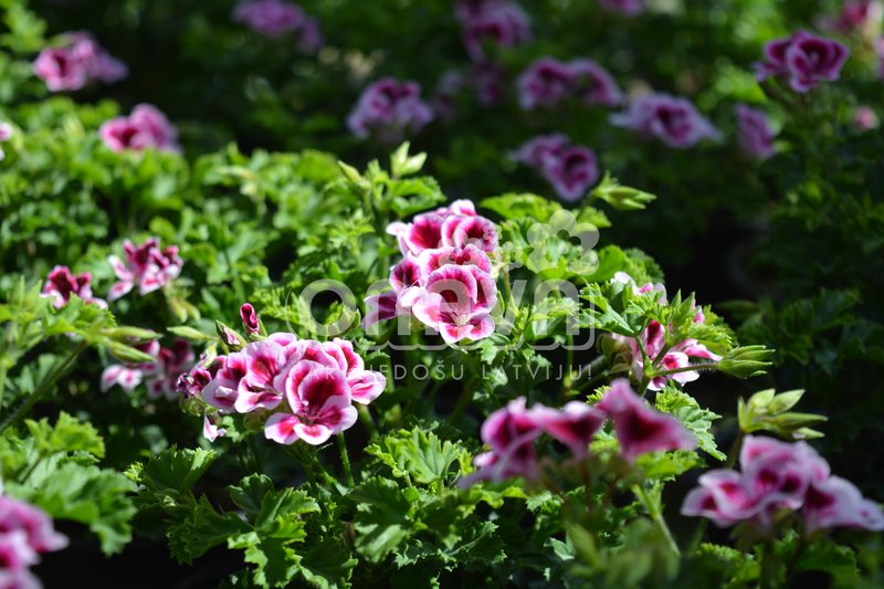 Pelargonium crispum Angeleyes Randy | Jaunstādi | Onava.lv