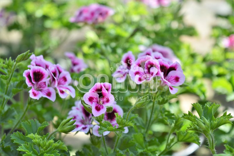 Pelargonium crispum Angeleyes Randy | Jaunstādi | Onava.lv