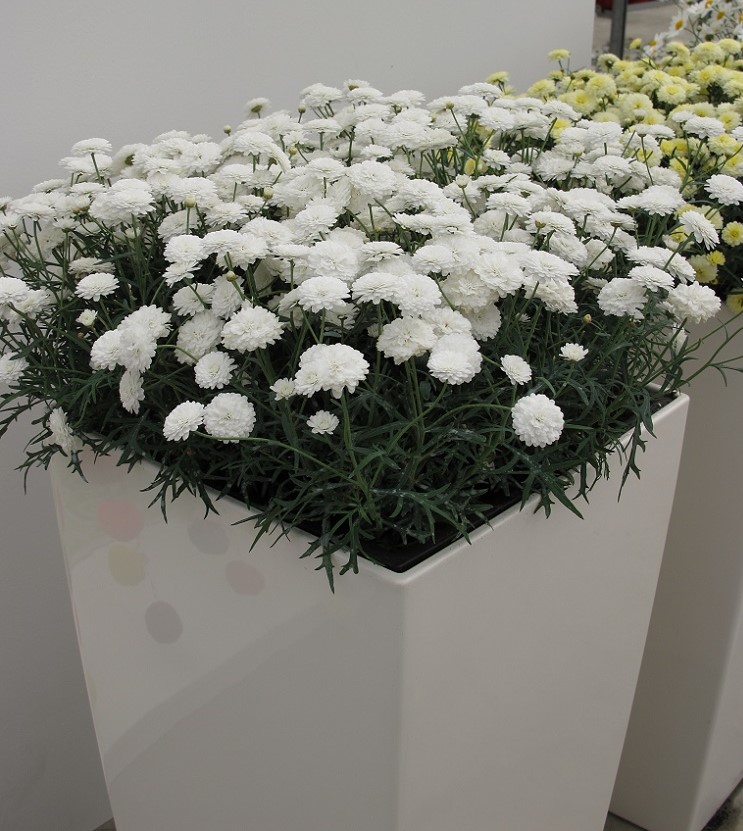 Argyranthemum frutescens Day-Zee Double White (XXL) | Jaunstādi | Onava.lv