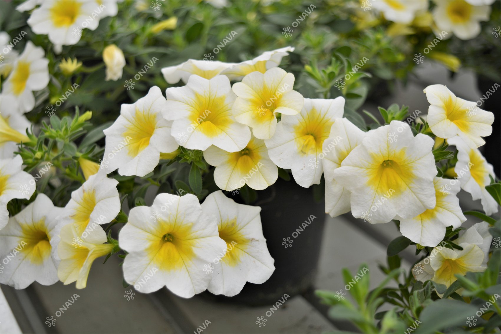 Calibrachoa hybrida PortuCal Trailing White Yellow (XXL) | Jaunstādi ...