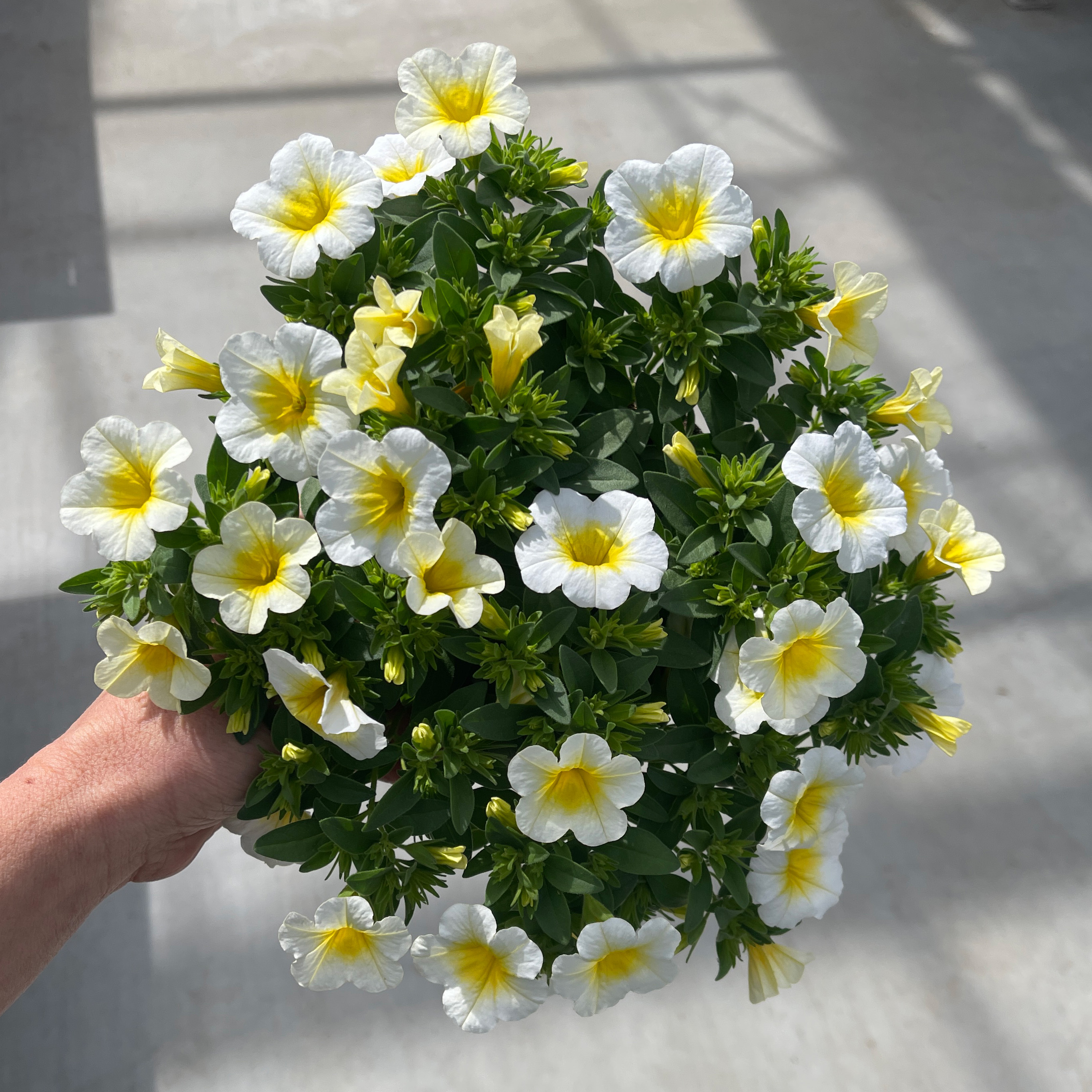 Calibrachoa hybrida PortuCal Patio Lemon-White (XXL) | Jaunstādi | Onava.lv