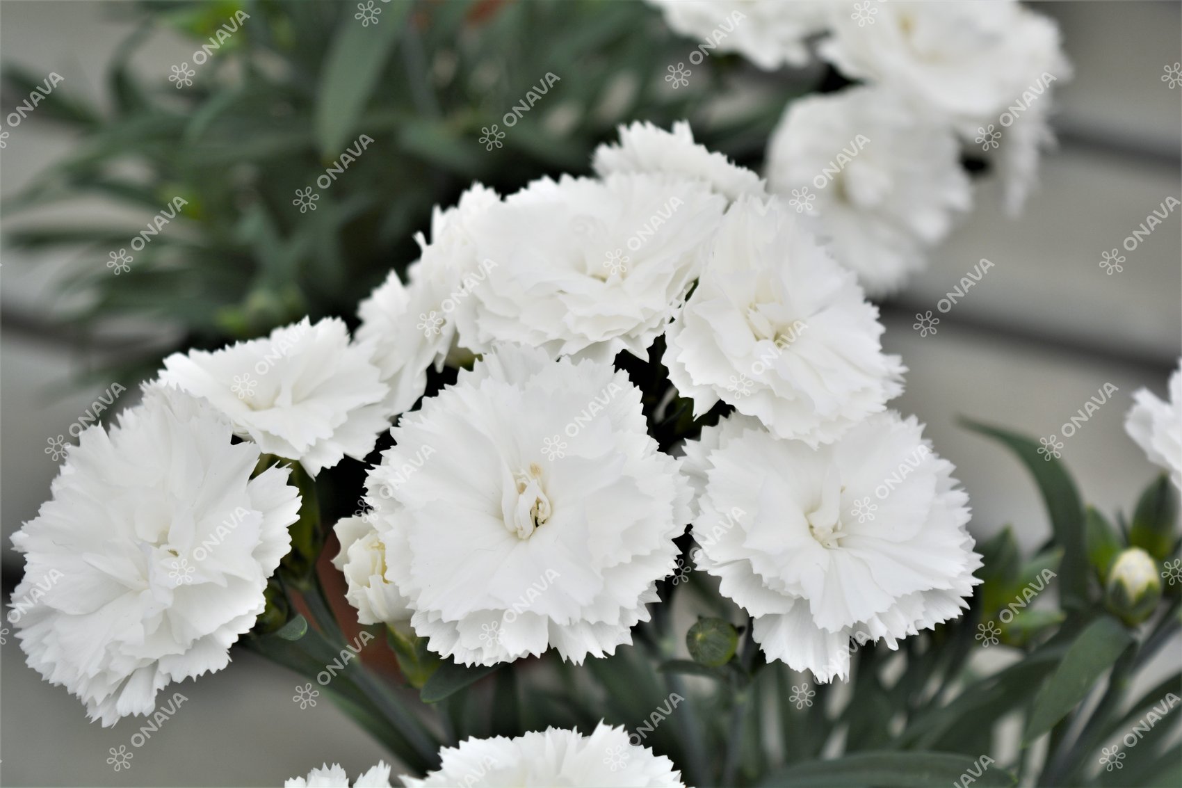 Dianthus caryophyllus Dinamic White | Jaunstādi | Onava.lv