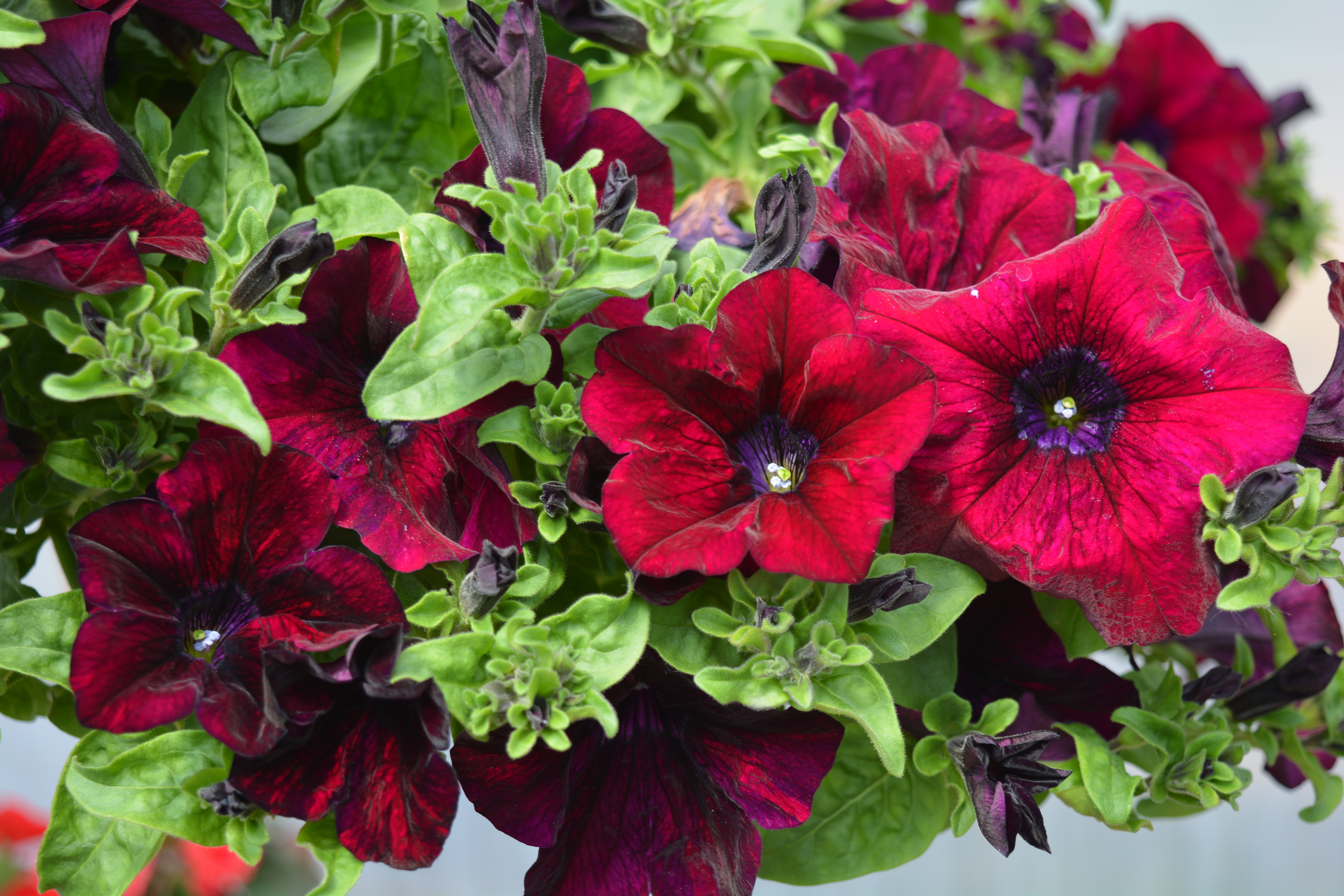 Petunia atkinsiana Surfinia Burgundy (12cm) | Jaunstādi | Onava.lv
