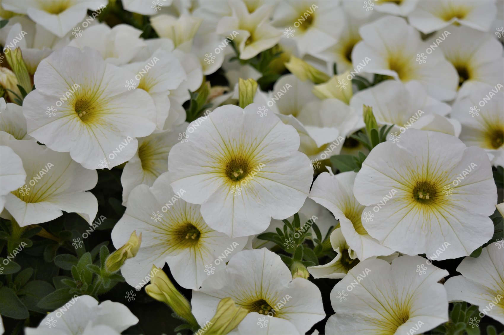 Petunia calibrachoa BeautiCal Pearl White | Jaunstādi | Onava.lv