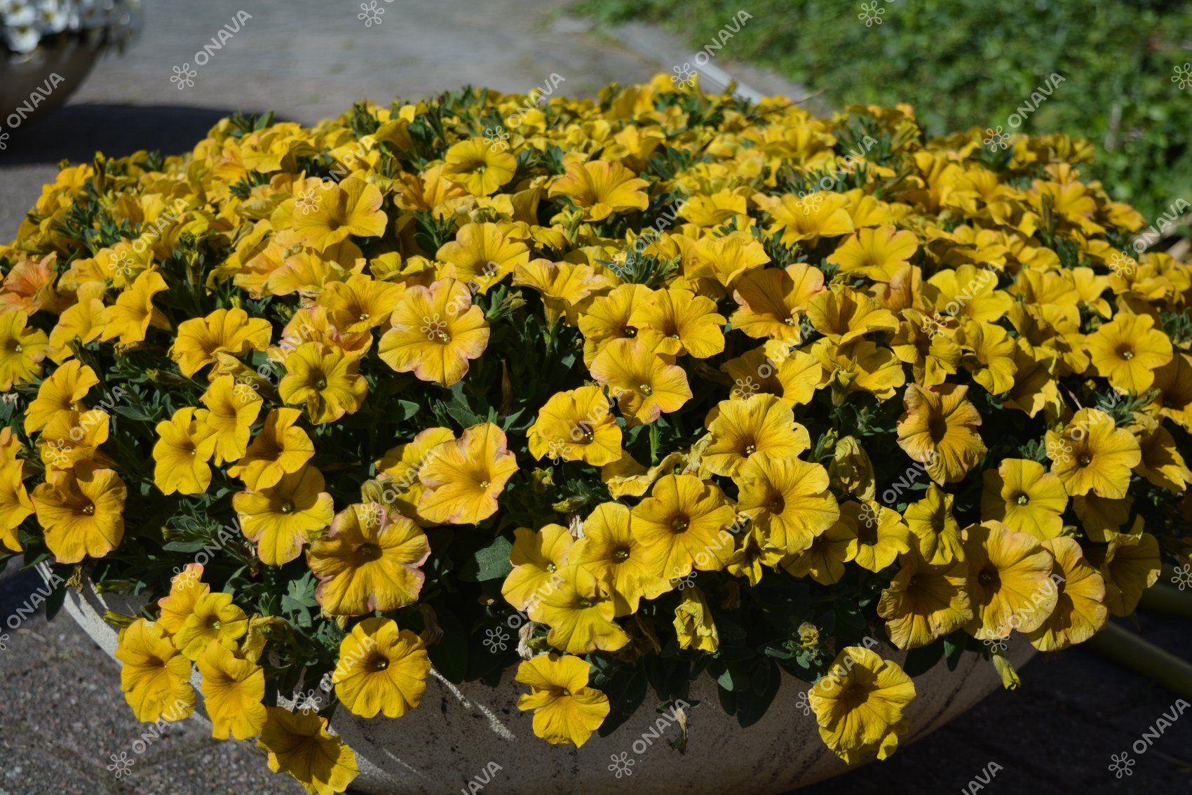 Petunia calibrachoa BeautiCal Yellow Sun | Jaunstādi | Onava.lv