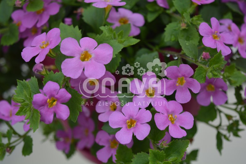 Sutera diffusus Yakima Giga Rose | Jaunstādi | Onava.lv