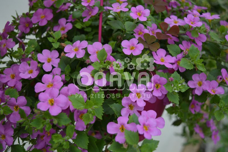 Sutera diffusus Yakima Giga Rose | Jaunstādi | Onava.lv