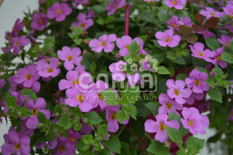 Sutera diffusus Yakima Giga Rose | Jaunstādi | Onava.lv