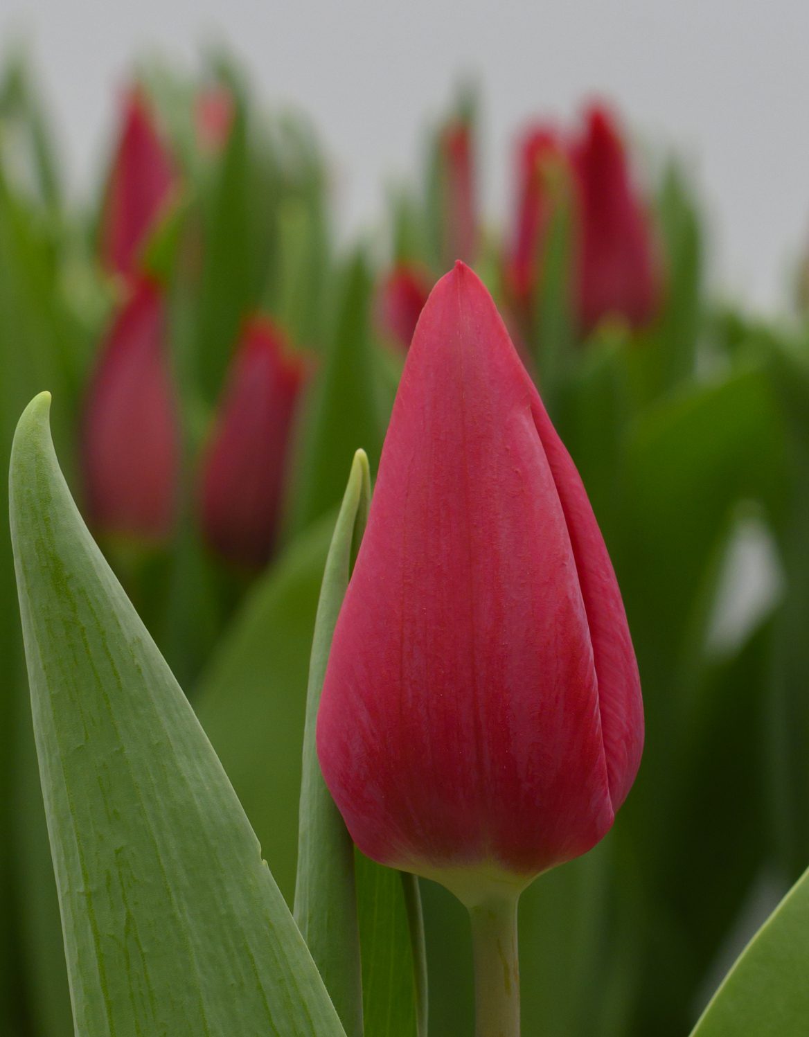 Tulipa, triumfa First Star | Sīpolpuķes | Onava.lv