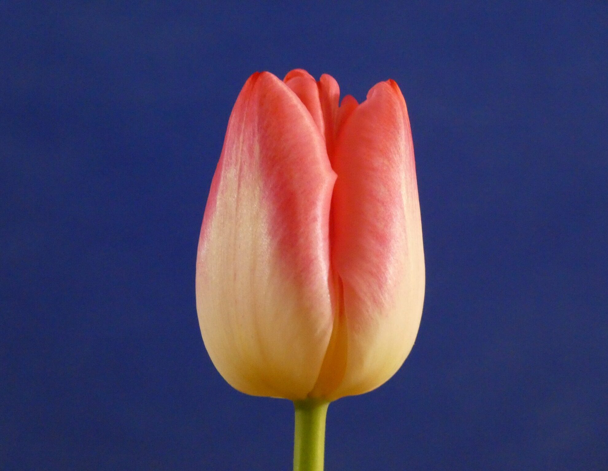 Tulipa, triumfa Supermodel | Sīpolpuķes | Onava.lv