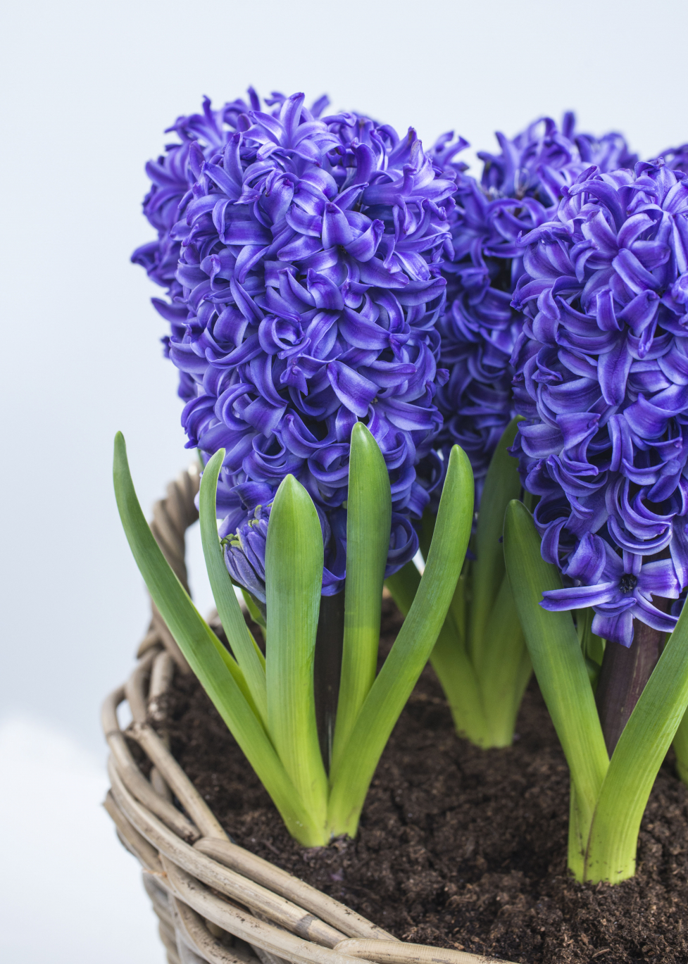 Hyacinthus orientalis Blue Pearl 18/19 | Sīpolpuķes | Onava.lv
